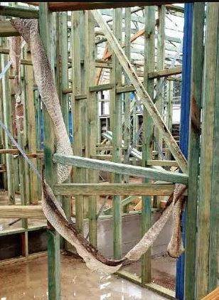The 5-meter python 'lurks' in West Sydney, and no one knows where it is ...