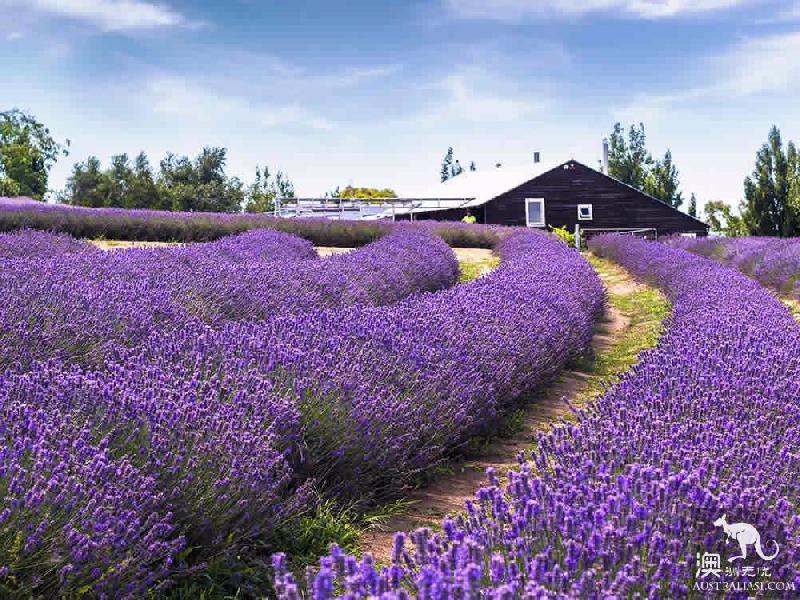 Yuulong Lavender Estate - No worries Australia